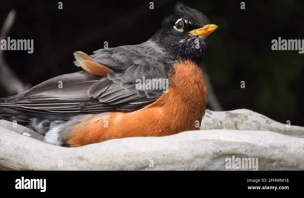 Robin taking a bath Stock Videos & Footage - HD and 4K Video Clips - Alamy