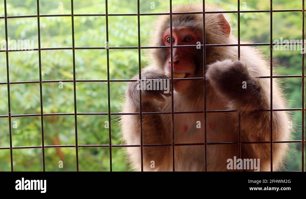Monkey reaching Stock Videos & Footage - HD and 4K Video Clips - Alamy