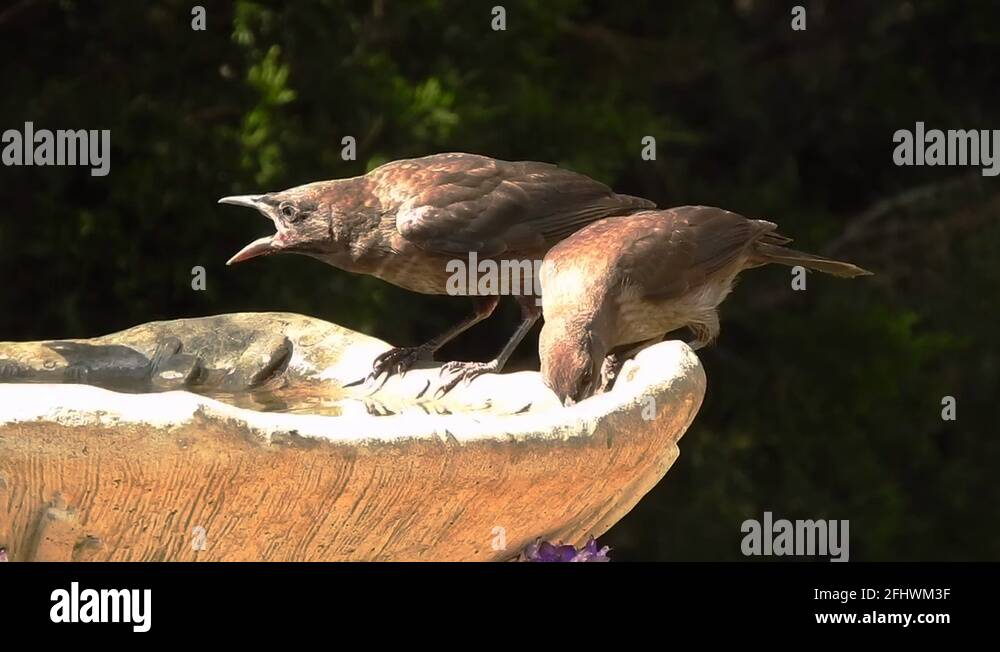 Mad birds Stock Videos & Footage - HD and 4K Video Clips - Alamy