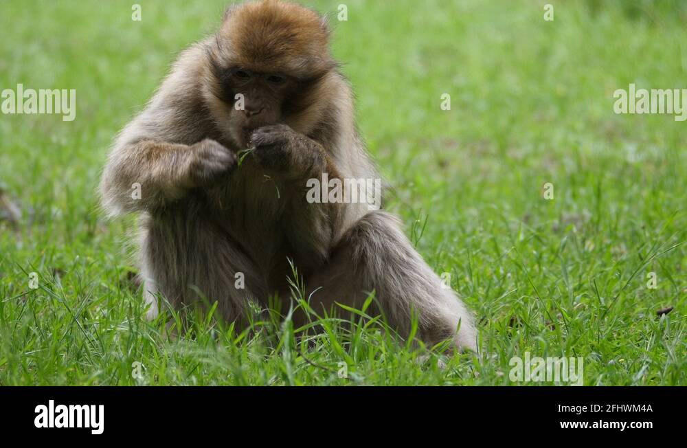 Ape eating Stock Videos & Footage - HD and 4K Video Clips - Alamy