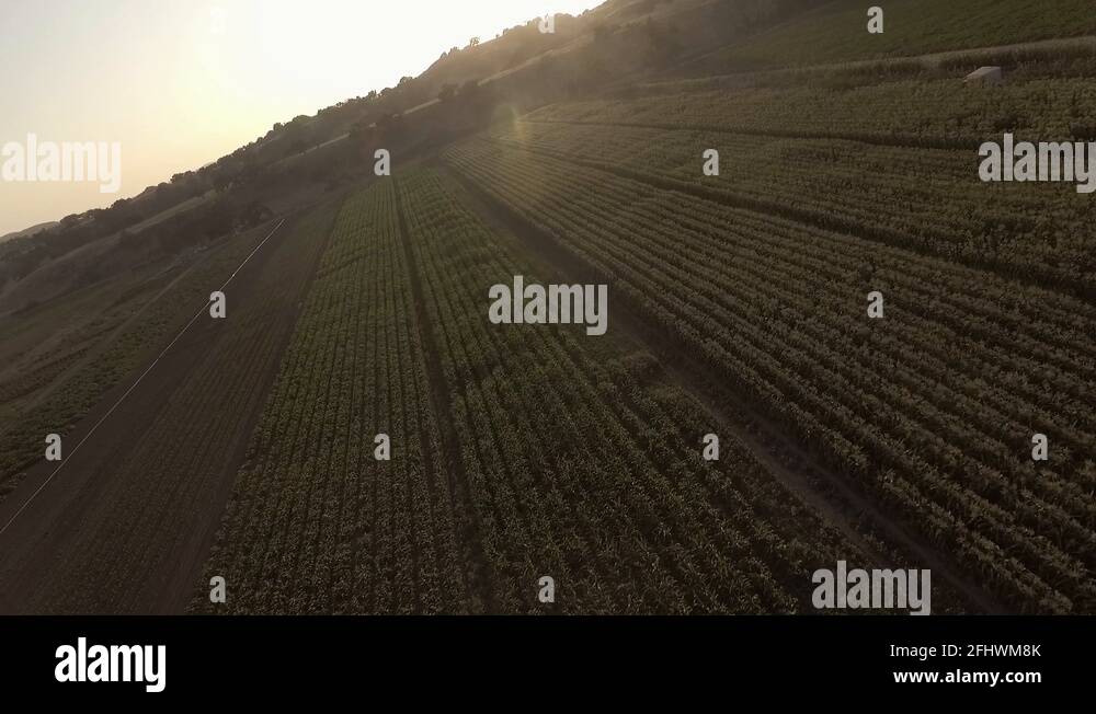 Corn rows angle Stock Videos & Footage - HD and 4K Video Clips - Alamy