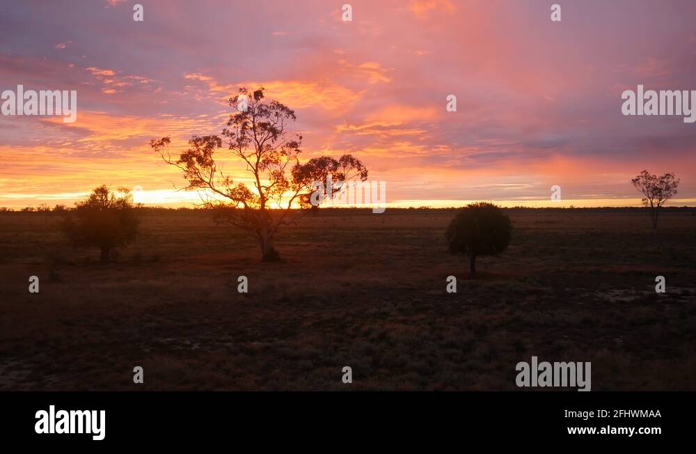 Paddock tree Stock Videos & Footage - HD and 4K Video Clips - Alamy