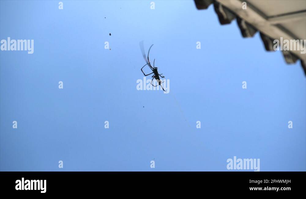 Zanzibar building Stock Videos & Footage - HD and 4K Video Clips - Alamy