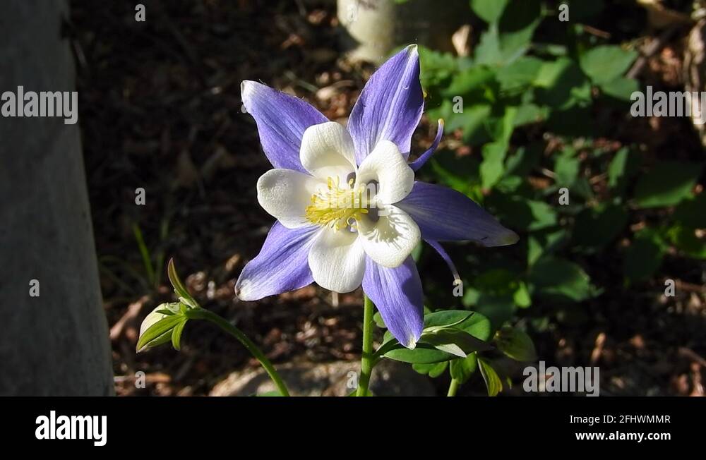 Columbine Stock Videos & Footage - HD and 4K Video Clips - Alamy