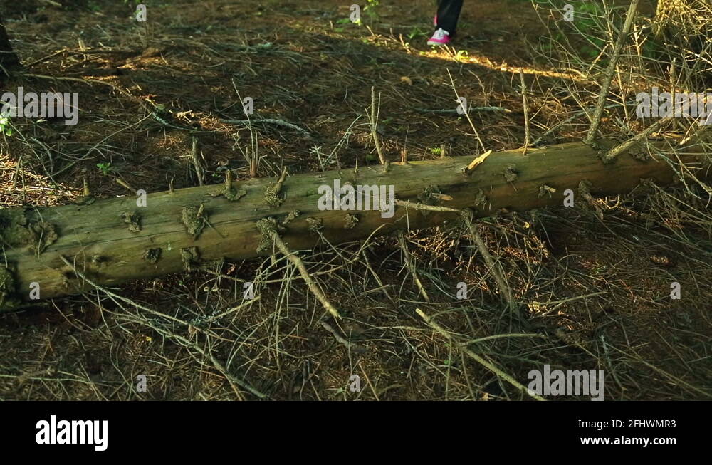 Step tree Stock Videos & Footage - HD and 4K Video Clips - Alamy