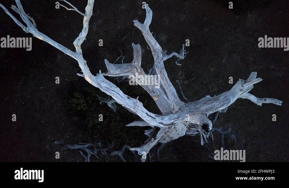 Single gum tree Stock Videos & Footage - HD and 4K Video Clips - Alamy