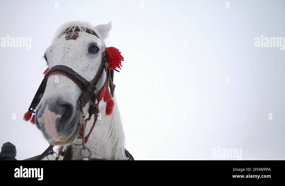 White horse bridle Stock Videos & Footage - HD and 4K Video Clips - Alamy