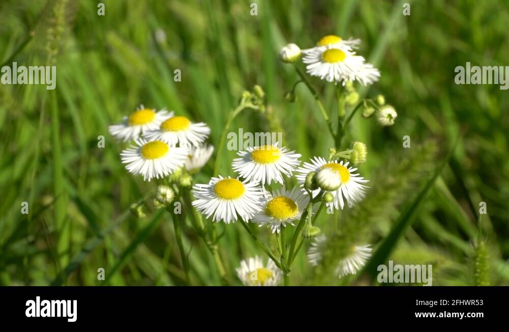Conyza canadensis Stock Videos & Footage - HD and 4K Video Clips - Alamy