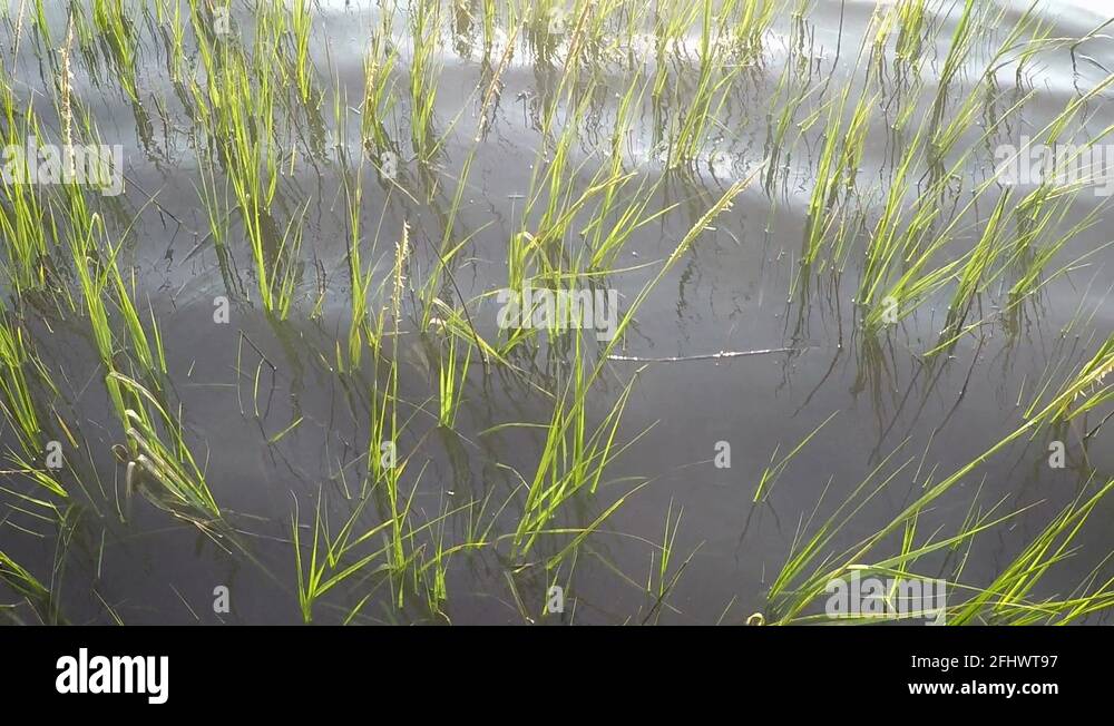 Coastal wetland protection Stock Videos & Footage - HD and 4K Video ...