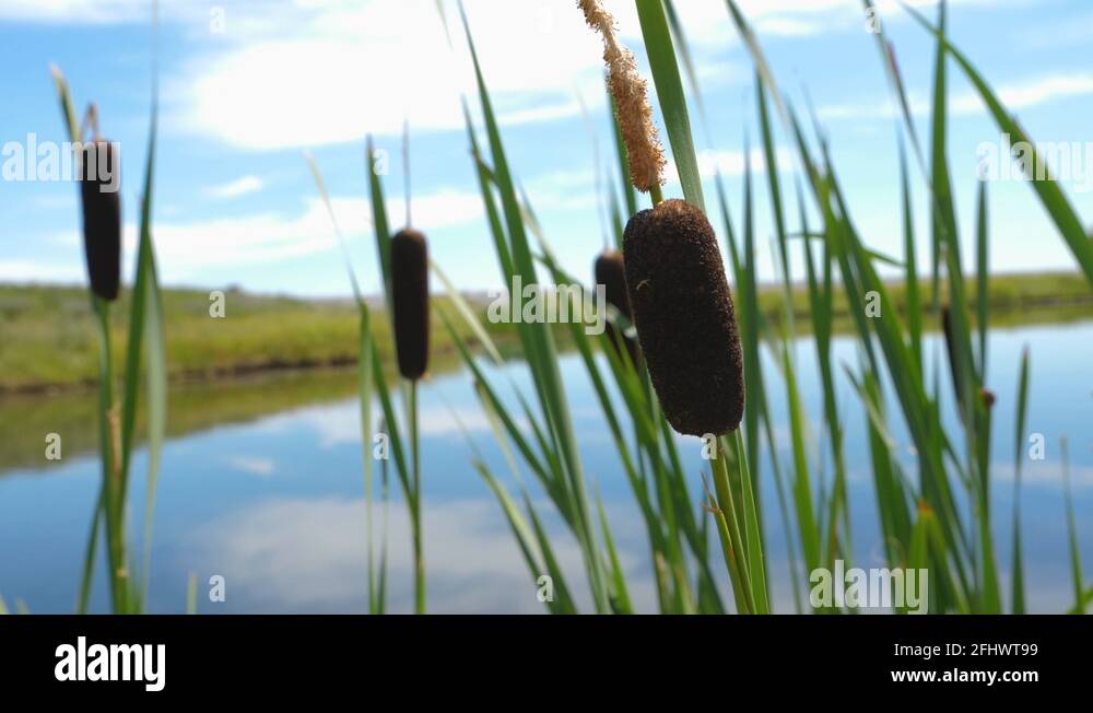 Wetland cattail Stock Videos & Footage - HD and 4K Video Clips - Alamy