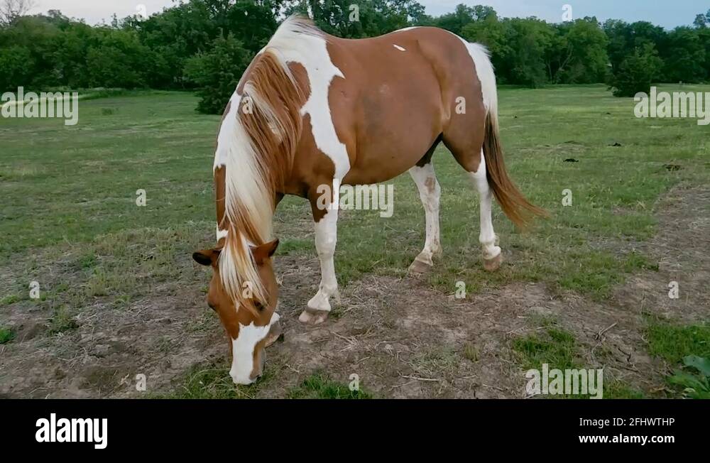 Paint pony Stock Videos & Footage - HD and 4K Video Clips - Alamy