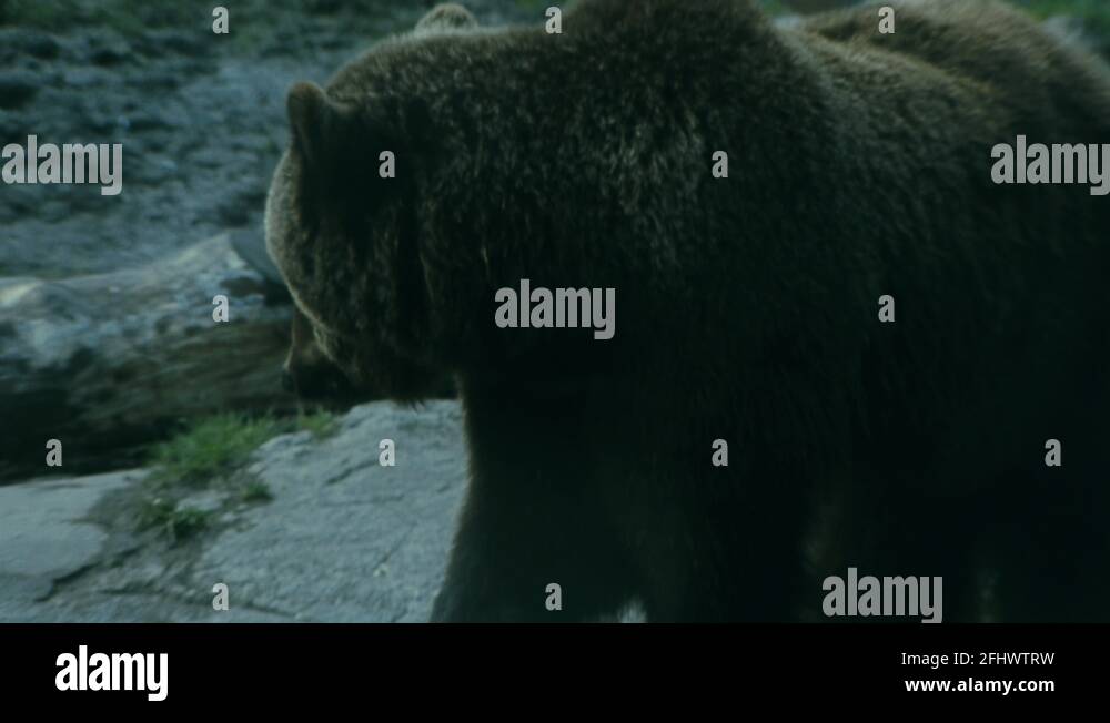 Adult bear Stock Videos & Footage - HD and 4K Video Clips - Alamy