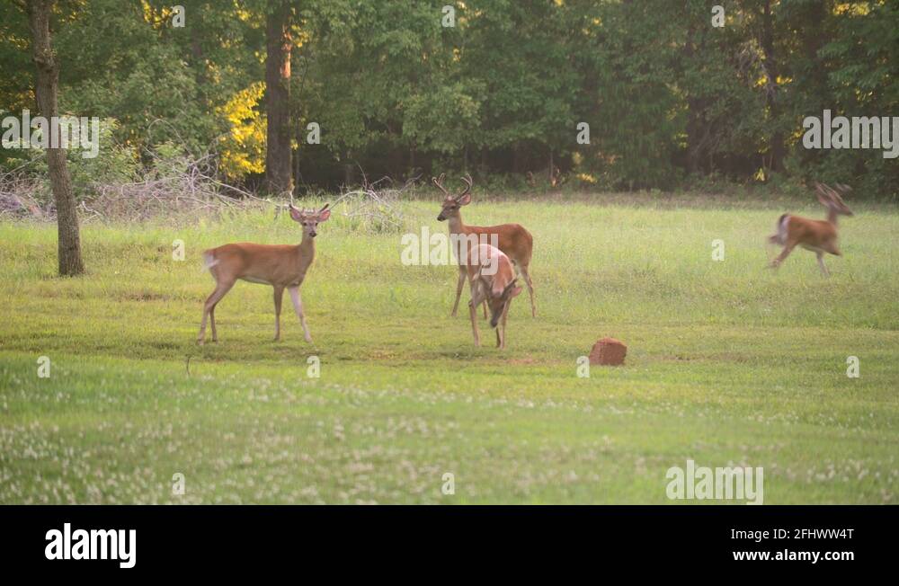White tail deer national Stock Videos & Footage - HD and 4K Video Clips ...