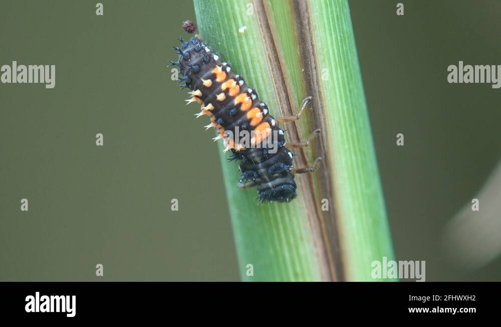 Ladybird larvae in nature Stock Videos & Footage - HD and 4K Video ...