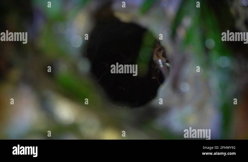 Spotted Tarantula Spider (Theraphosidae) Hiding in Hole. Jungle Safari ...