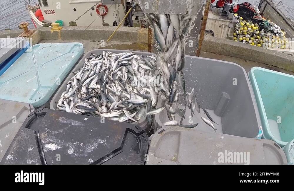 Daily unloading Stock Videos & Footage - HD and 4K Video Clips - Alamy