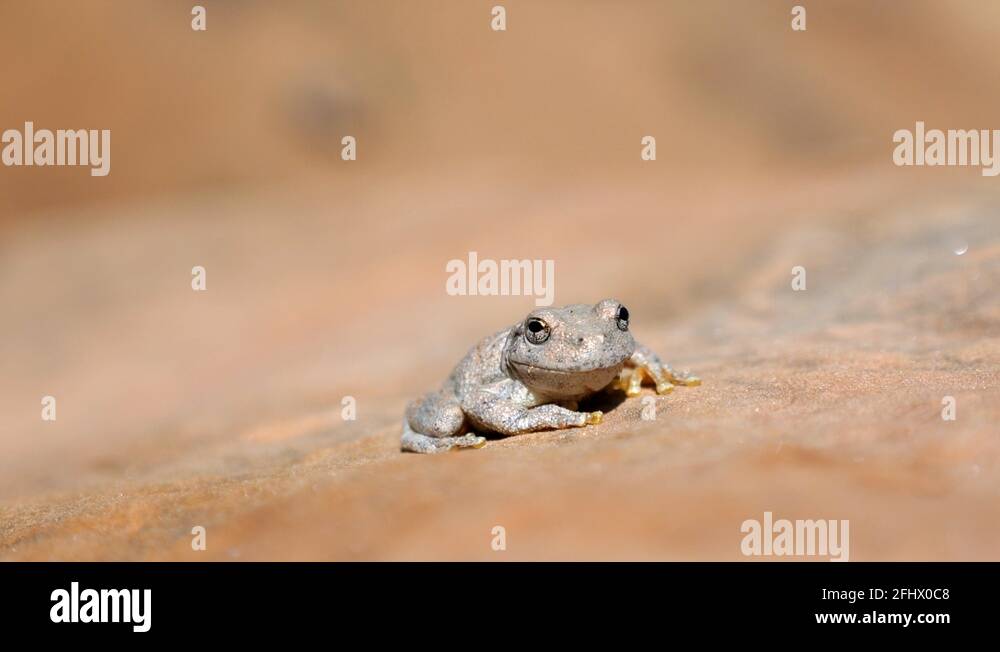 Canyon tree frog Stock Videos & Footage - HD and 4K Video Clips - Alamy