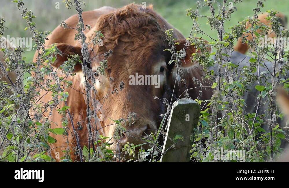 Simmenthal beef Stock Videos & Footage - HD and 4K Video Clips - Alamy