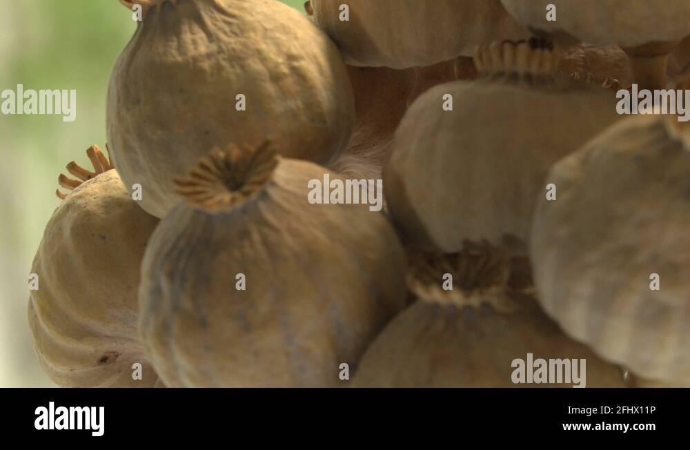 Flower bud pods Stock Videos & Footage - HD and 4K Video Clips - Alamy