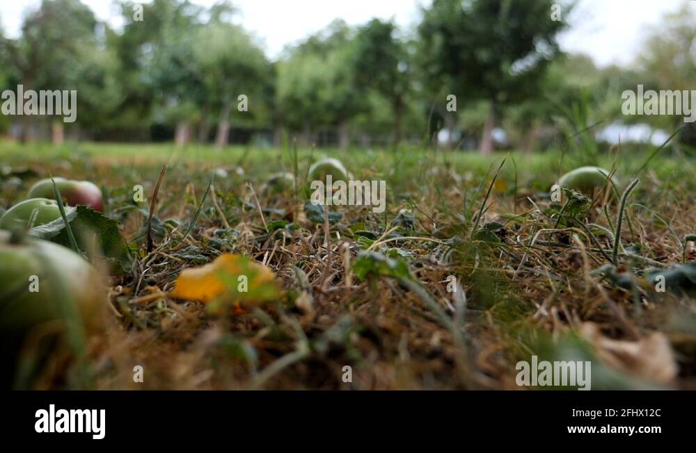 Apple falling from the tree Stock Videos & Footage - HD and 4K Video ...