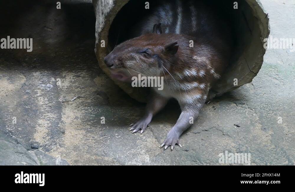 Spotted mammals Stock Videos & Footage - HD and 4K Video Clips - Alamy