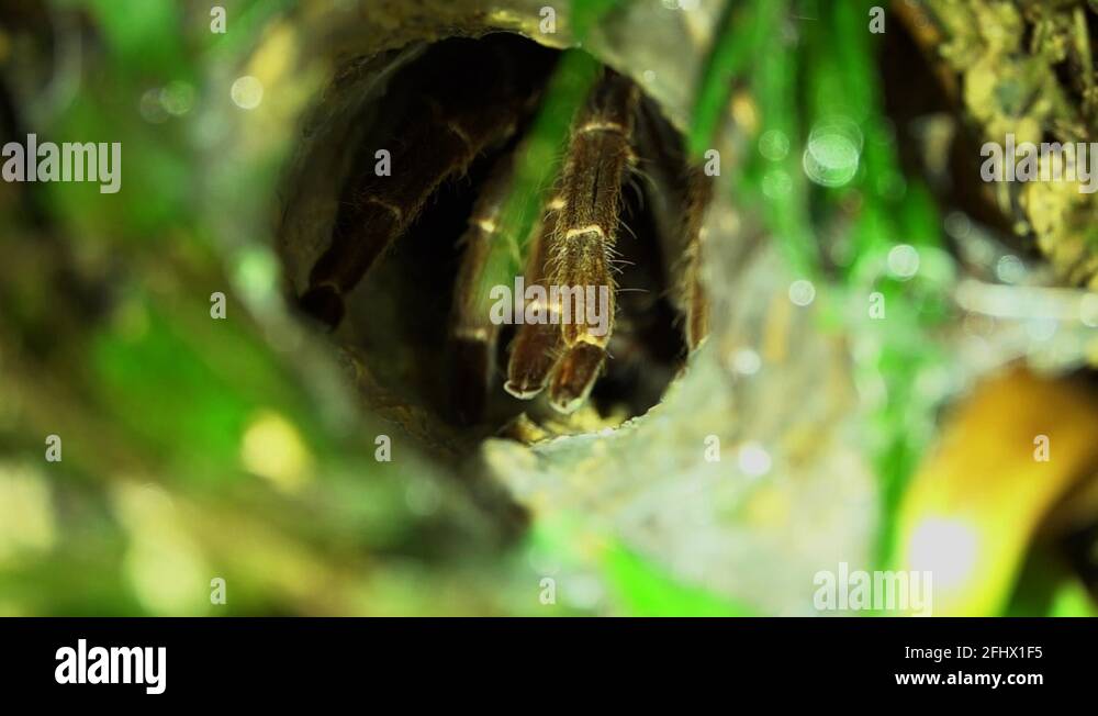 Spotted Tarantula Spider (Theraphosidae) Hiding in Hole. Jungle Safari ...