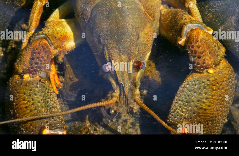 Lobster armour Stock Videos & Footage - HD and 4K Video Clips - Alamy