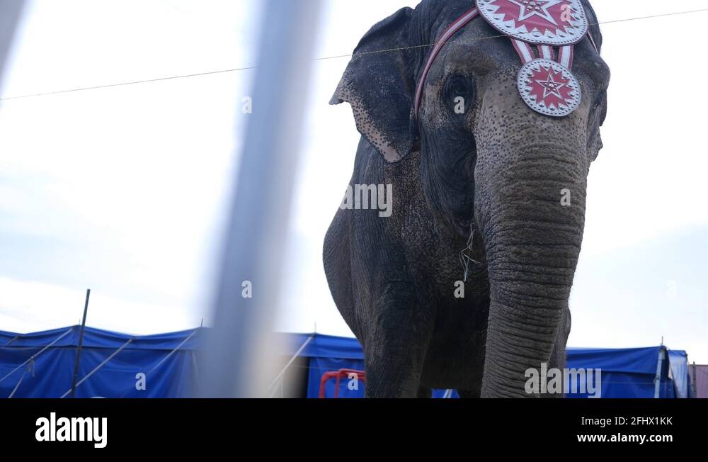 Circus safety Stock Videos & Footage - HD and 4K Video Clips - Alamy