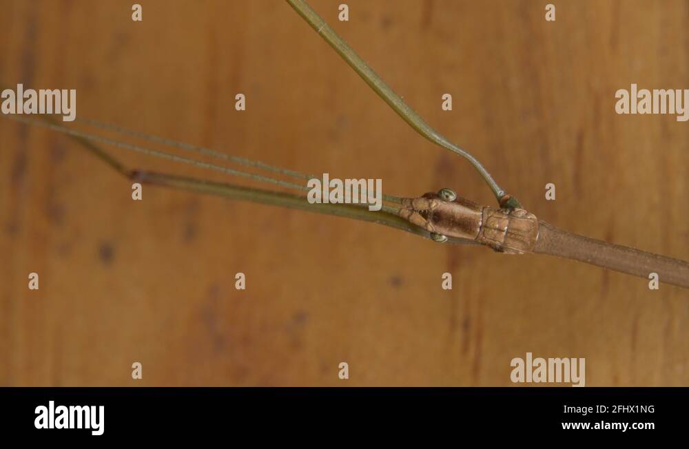 A stick insect Stock Videos & Footage - HD and 4K Video Clips - Alamy