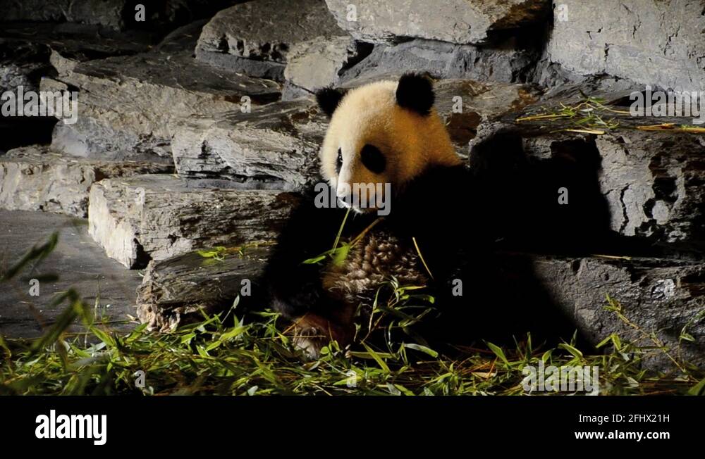 Panda in bamboo Stock Videos & Footage - HD and 4K Video Clips - Alamy