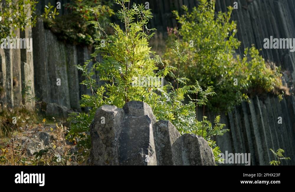 Hexagonal pattern in nature Stock Videos & Footage - HD and 4K Video ...