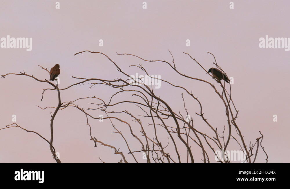 Crow war Stock Videos & Footage - HD and 4K Video Clips - Alamy