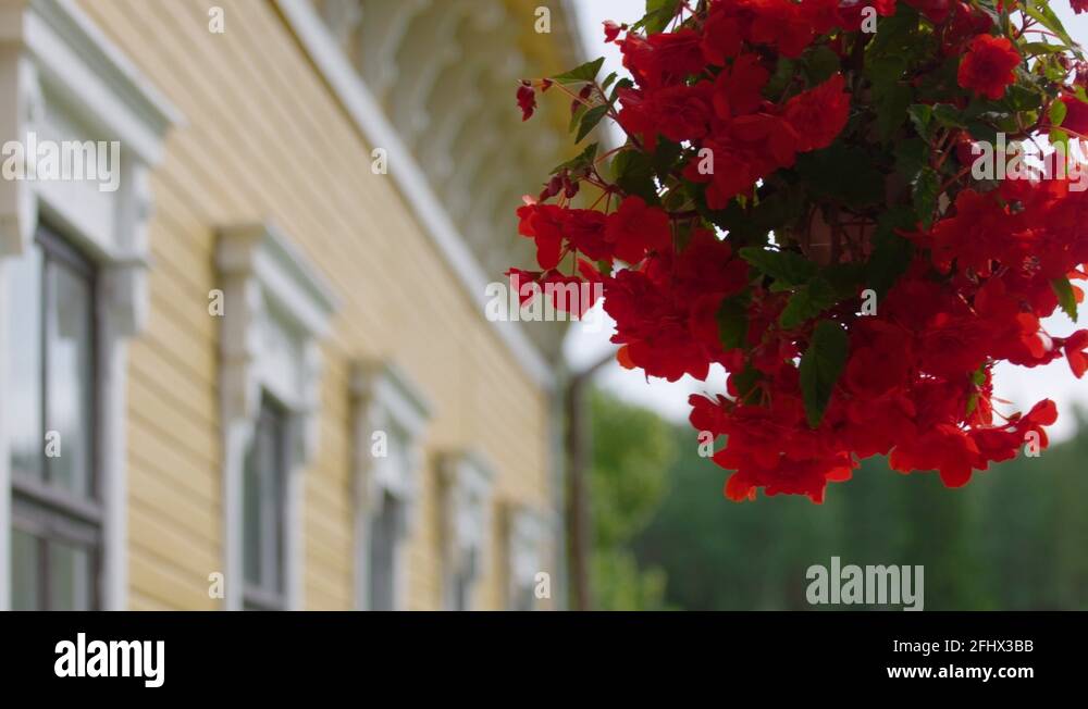 Hanging flowers ceiling Stock Videos & Footage - HD and 4K Video Clips ...