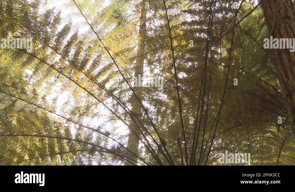 Black fern tree black fern tree Stock Videos & Footage - HD and 4K ...