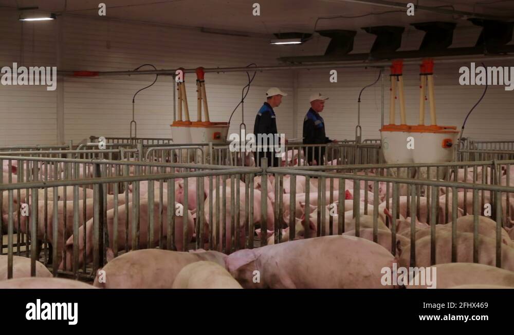 Pig farm workers examining pigs at a pig farm Intensive pig farming ...