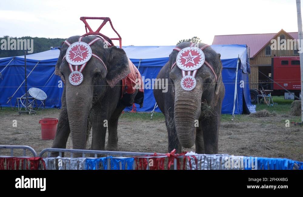 Two circus elephants at a county fair eating hay Stock Video Footage ...