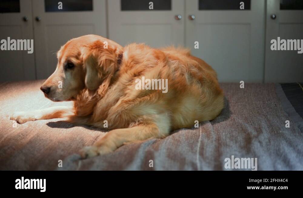 Tan golden retriever Stock Videos & Footage - HD and 4K Video Clips - Alamy
