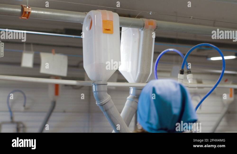 Pig farm worker feeds pigs Intensive pig farming Stock Video Footage ...