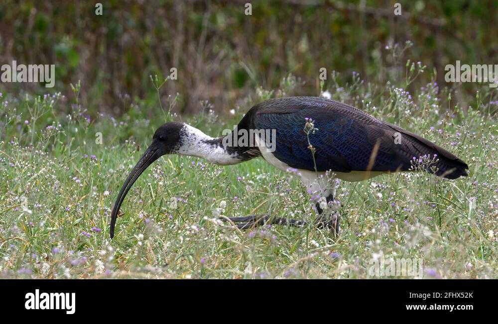 Ibis of australia Stock Videos & Footage - HD and 4K Video Clips - Alamy