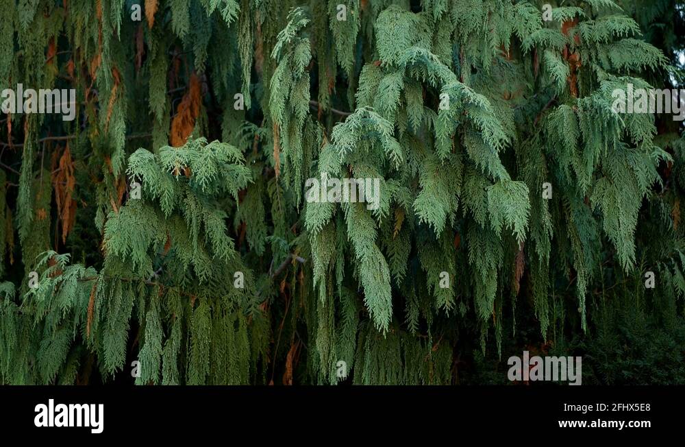Kashmir tree Stock Videos & Footage - HD and 4K Video Clips - Alamy