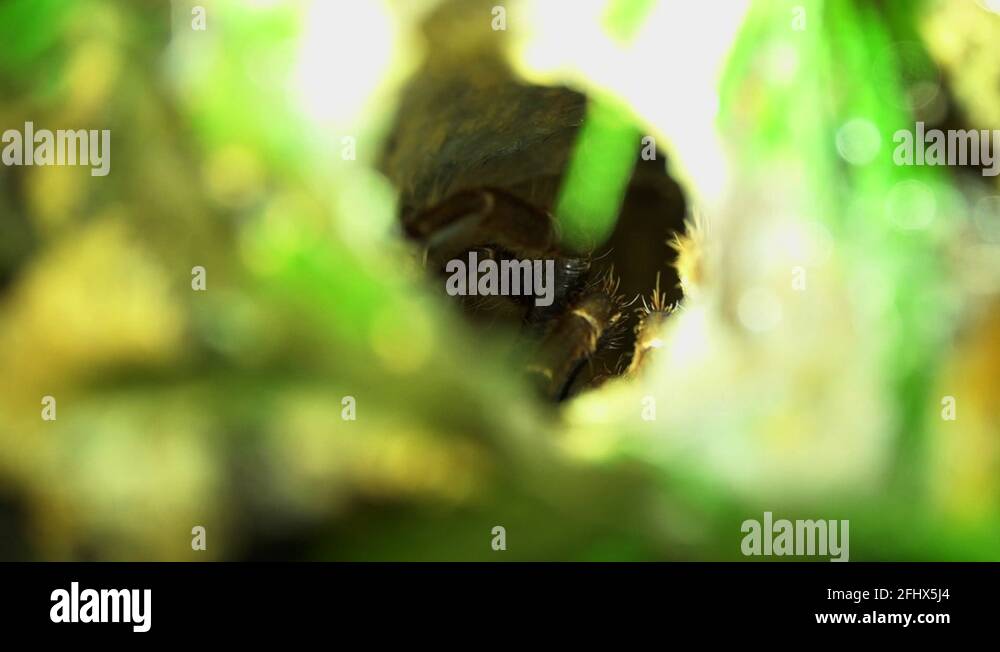 Spotted Tarantula Spider (Theraphosidae) Hiding in Hole. Jungle Safari ...