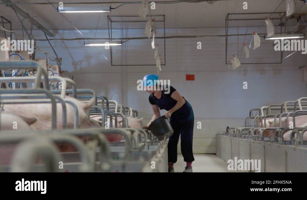 Pig farm worker feeds pigs Intensive pig farming Stock Video Footage ...