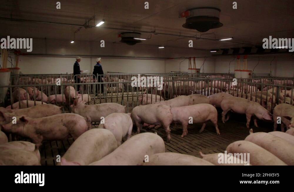 Pig farm workers examining pigs at a pig farm Intensive pig farming ...