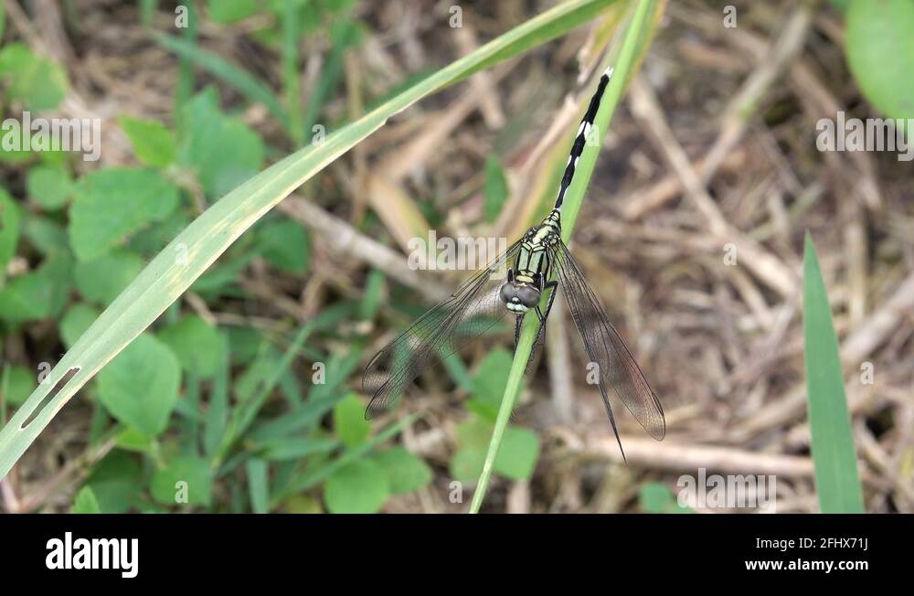 Hawk dragonfly Stock Videos & Footage - HD and 4K Video Clips - Alamy