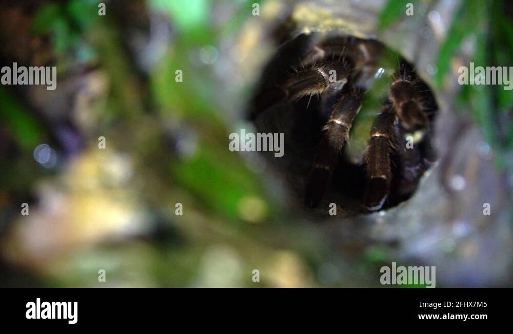 Spotted Tarantula Spider (Theraphosidae) Hiding in Hole. Jungle Safari ...
