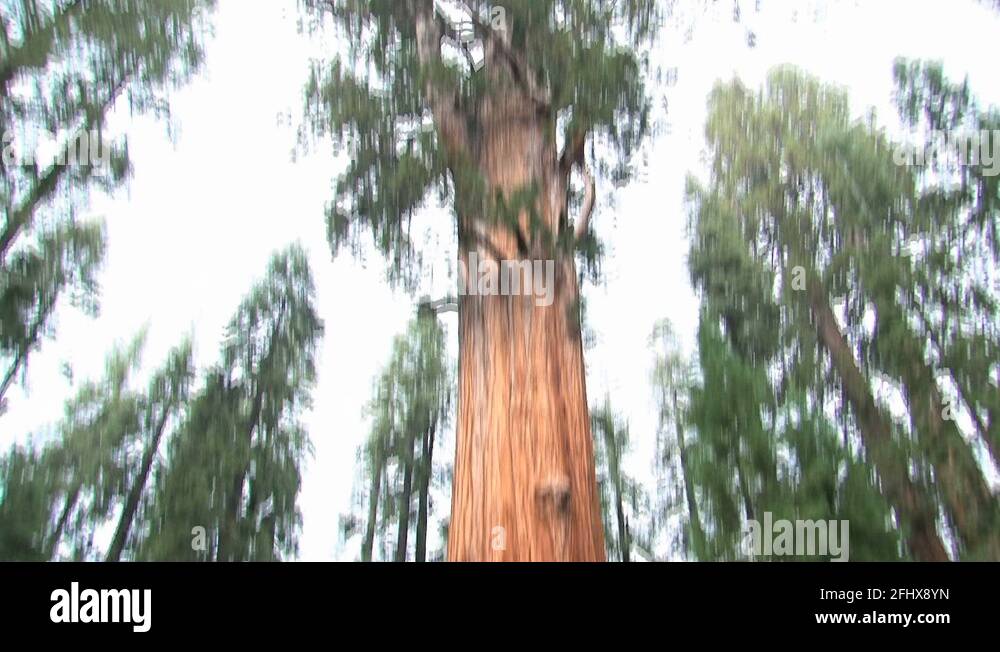The boole tree Stock Videos & Footage - HD and 4K Video Clips - Alamy
