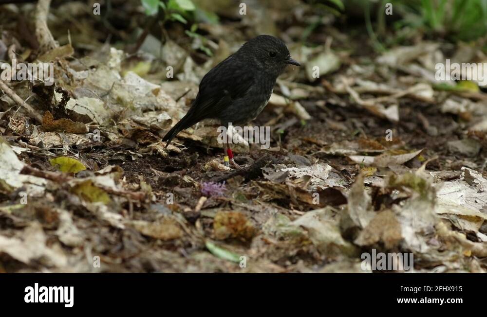 Insects on forest floor Stock Videos & Footage - HD and 4K Video Clips ...