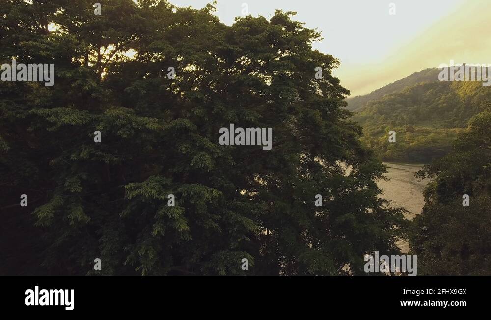 Balete tree Stock Videos & Footage - HD and 4K Video Clips - Alamy