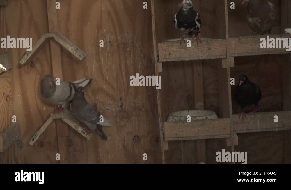 Pigeon coop city Stock Videos & Footage - HD and 4K Video Clips - Alamy