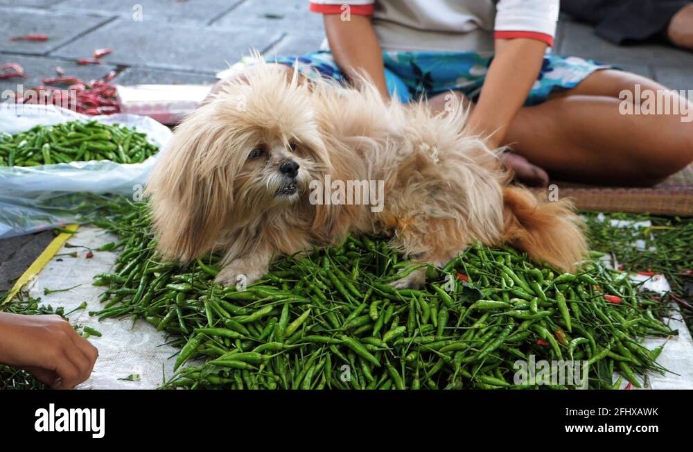 Lhasa apso dog Stock Videos & Footage - HD and 4K Video Clips - Alamy